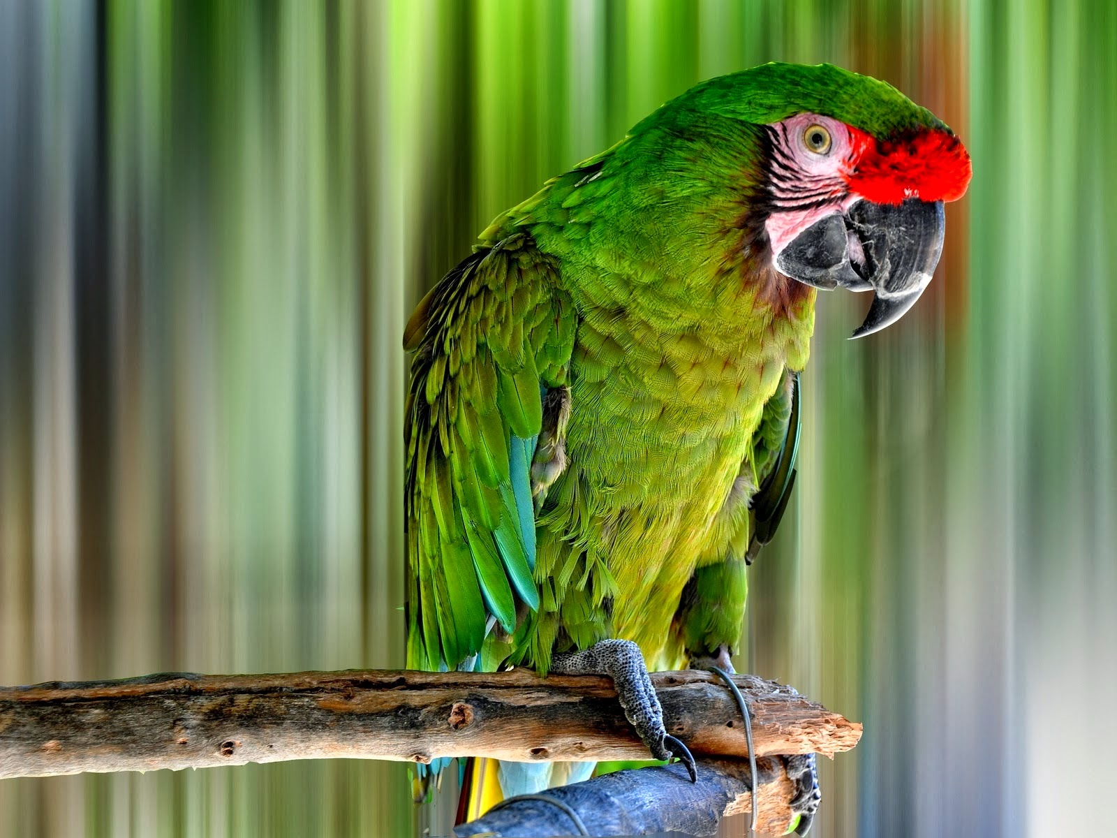 Beautiful Creatures: Animales en peligro de extinción