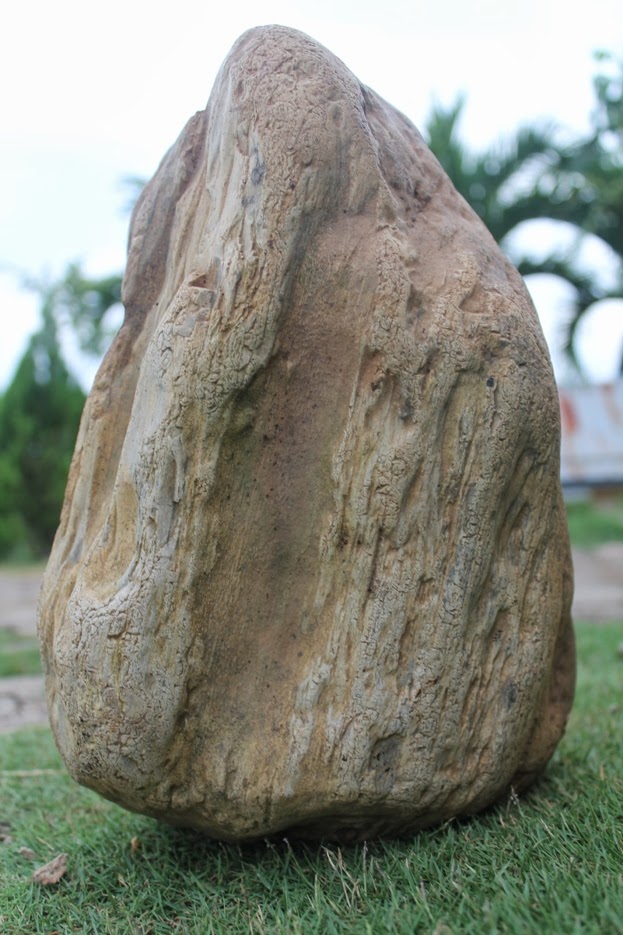 Batu Fosil: Batu Fosil Kayu