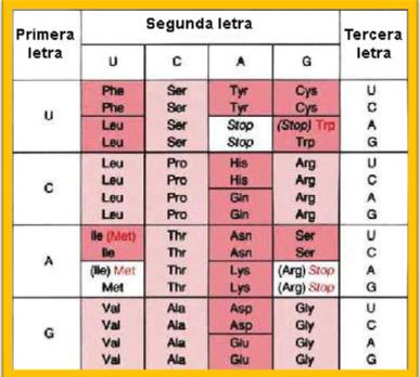 BIOLOGIA MOLECULAR: 7.1 EL CÓDIGO GENETICO