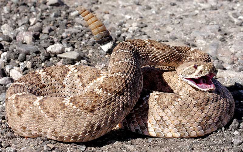 Serpientes : Las serpientes y el humano en México