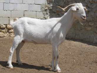 CEDEAGRO SENA- ESPECIES MENORES PRODUCCIÓN DE CABRAS: RAZAS DE CABRAS