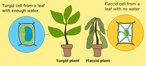 Water Balance in Plants: Stem and Xylem Adaptations