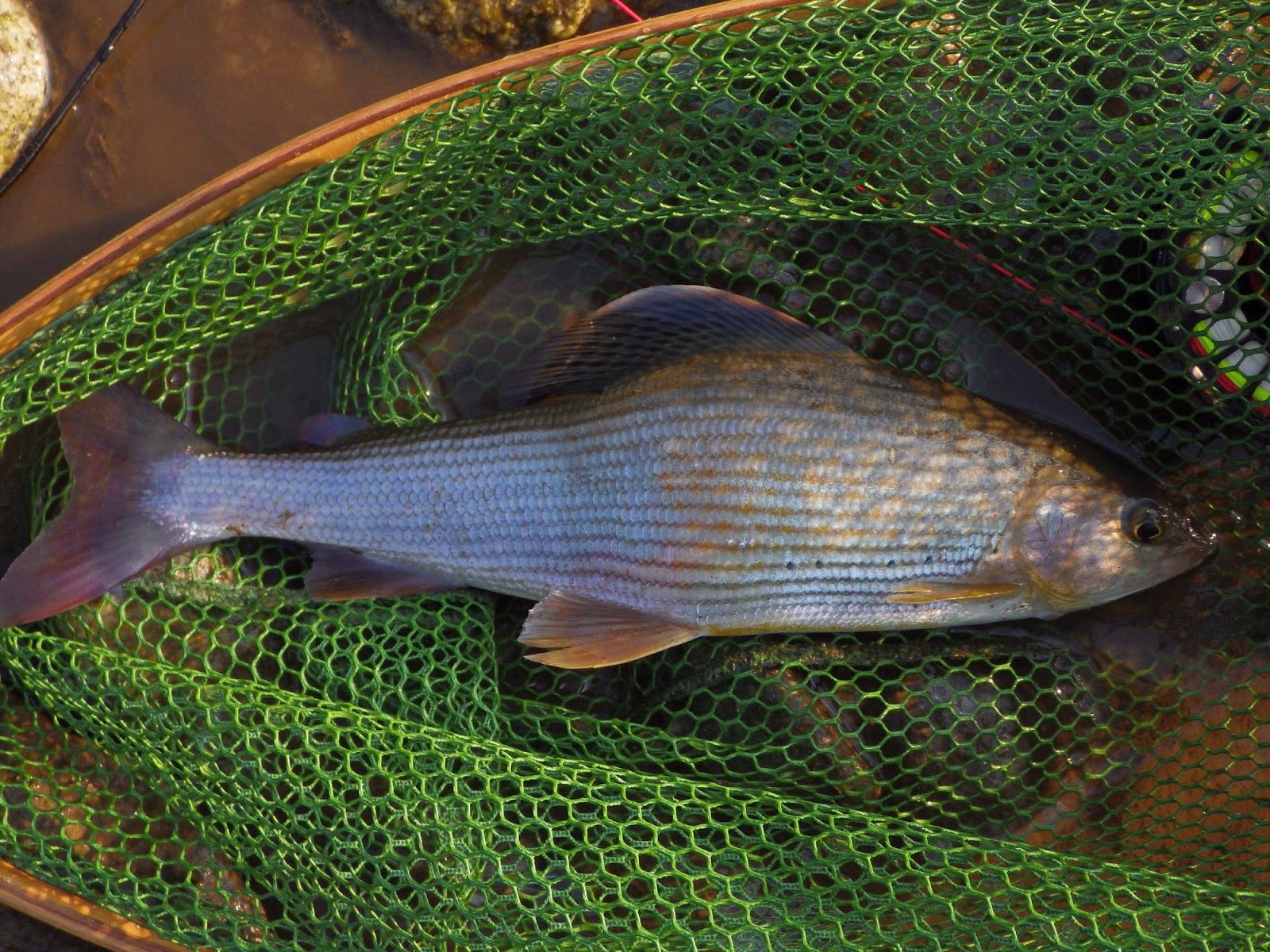 Grayling season opening on Bela river