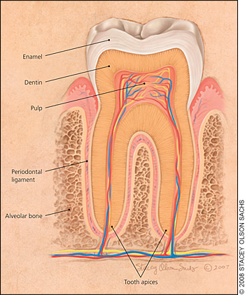 БОЛЕСТИ ЗУБА I: СТАЛНИ ЗУБИ