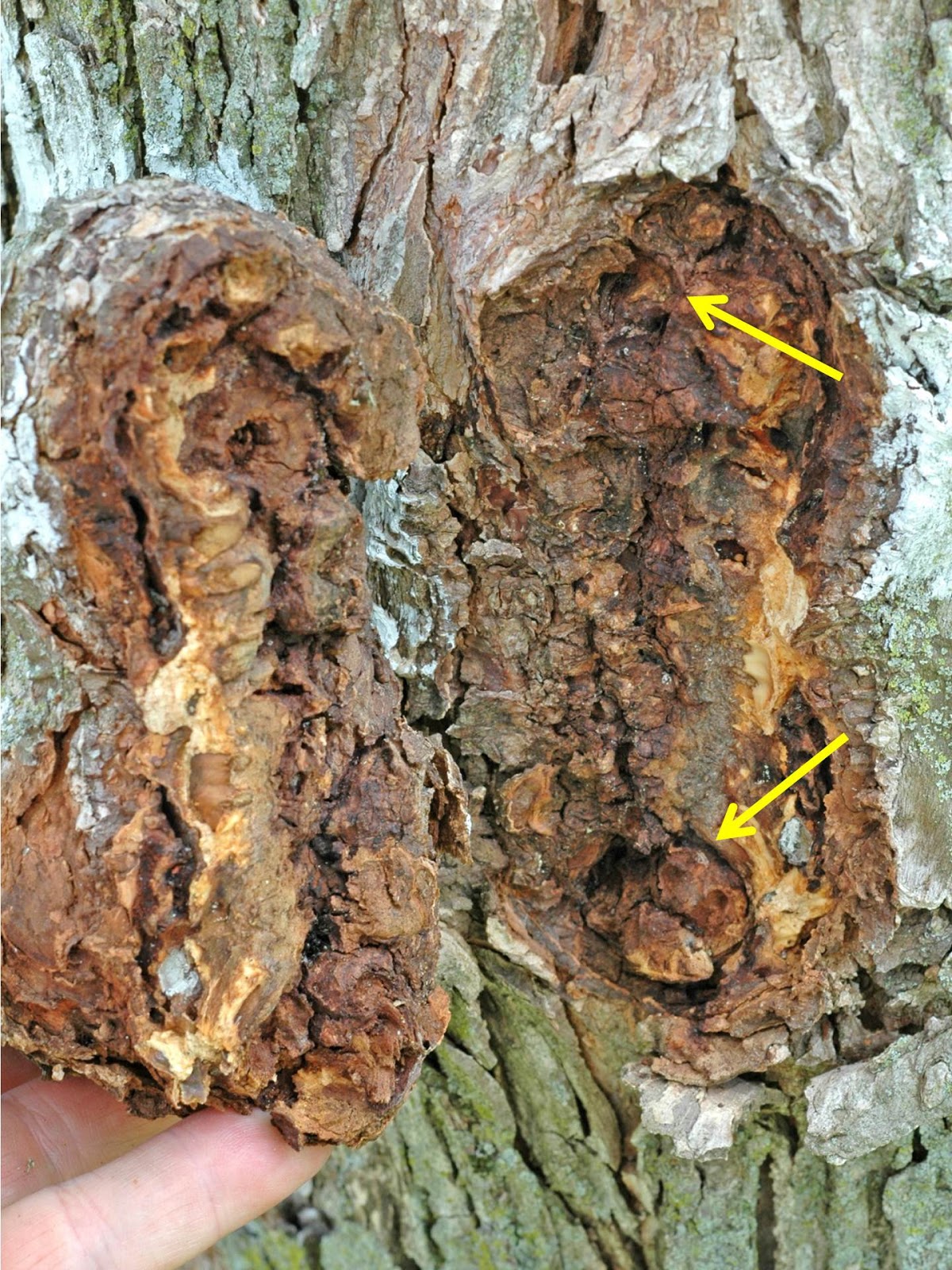 Northern Pecans: Phomopsis trunk galls on pecan