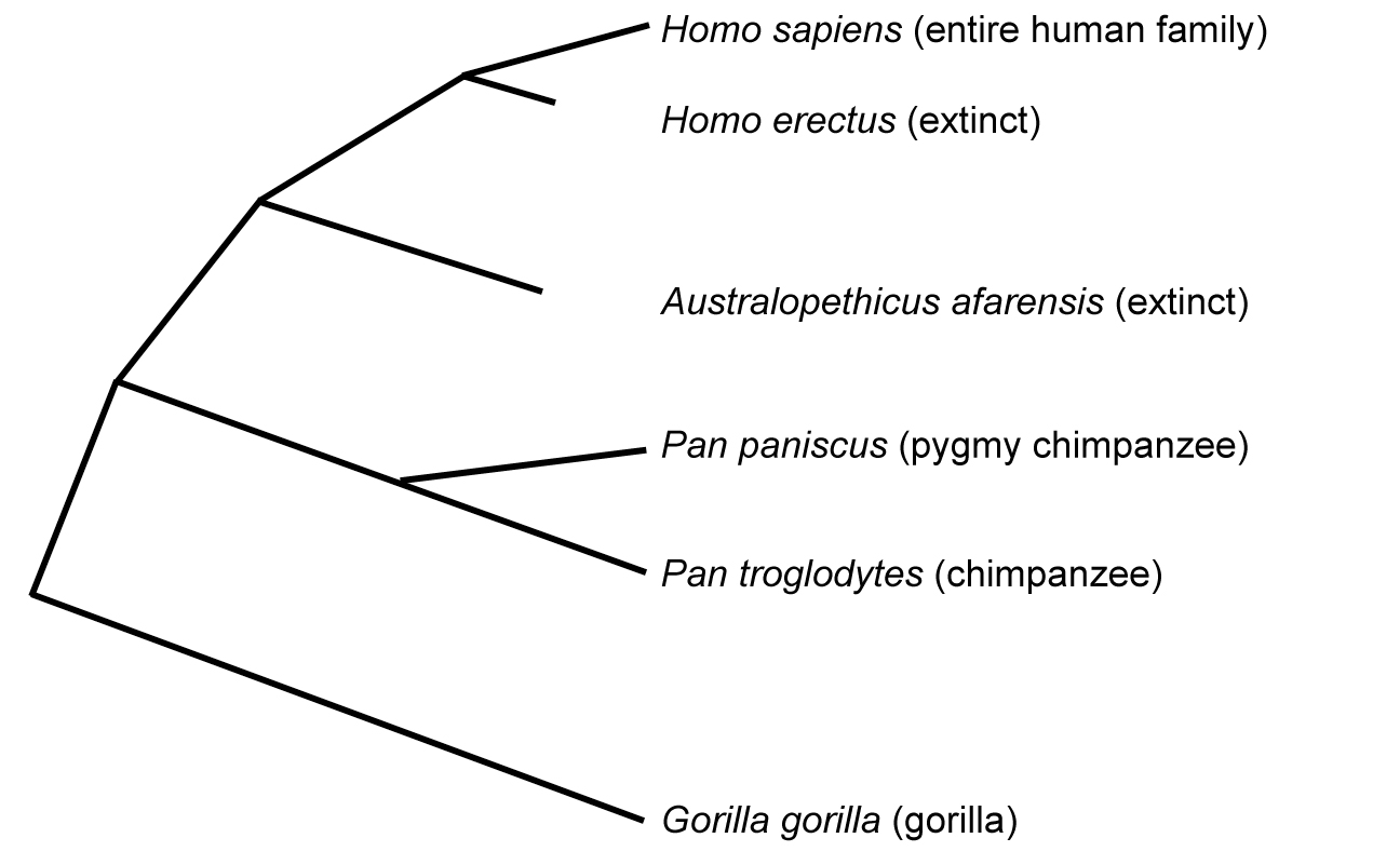 Grumbleweed: Evolution For Dummies - Part 3