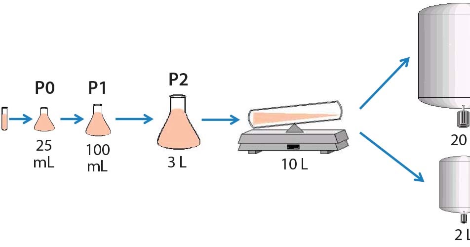 Guidelines for Process Development, Optimization & Scale up - Pharma ...