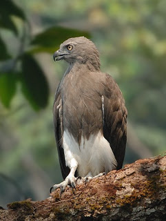 Elang Ikan Kecil/Lesser Fish Eagle (Ichthyophaga humilis) ~ Jendela Lestari