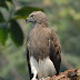 Elang Flores / Flores Hawk Eagle (Nisaetus floris) ~ Jendela Lestari