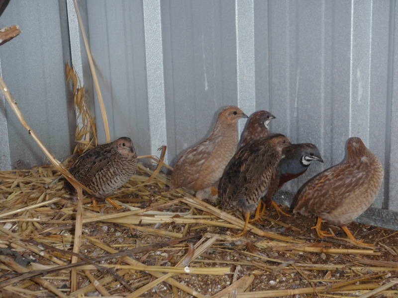 Galerías de Exóticos: Codorniz China (Excalfactoria Chinensis)