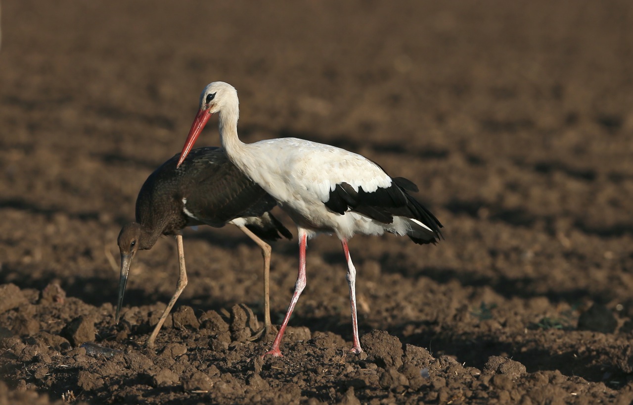 BLACK STORK & RAPTOR IMPRESSIONS: Black Stork migration beginning