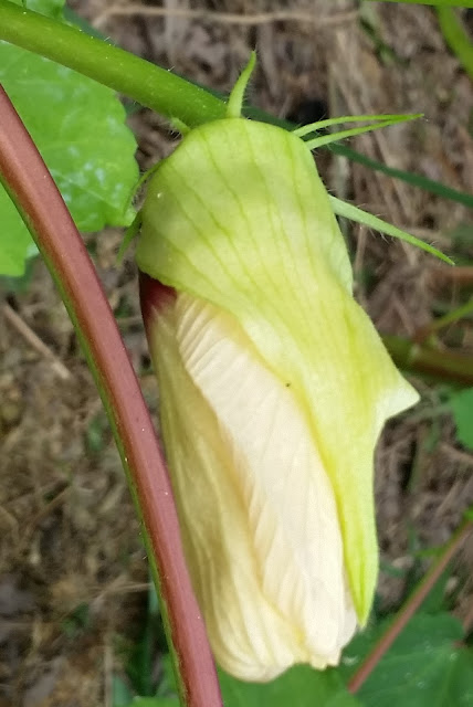 Warisan Petani: WW 17 : Bunga Bendi