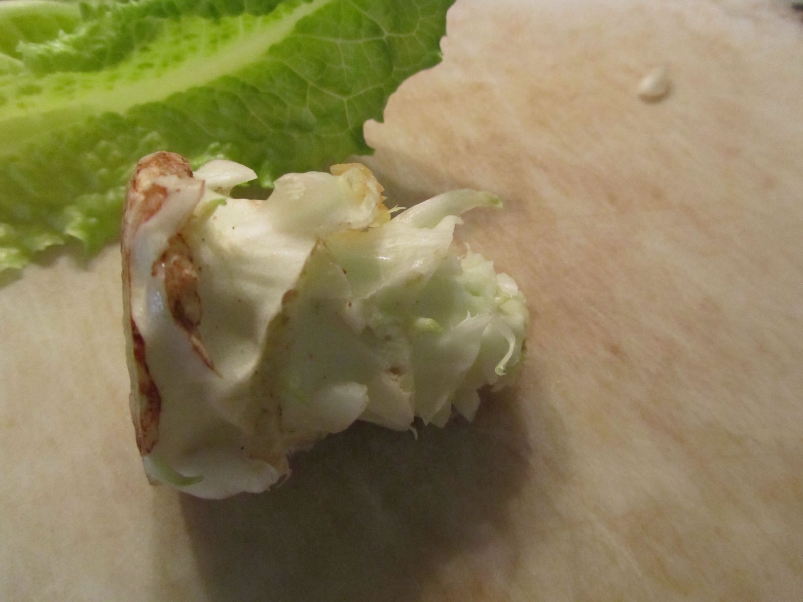 creative savv: Using the central core from heads of lettuce