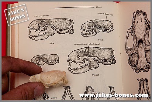 How I identified a mystery bone : Jake's Bones