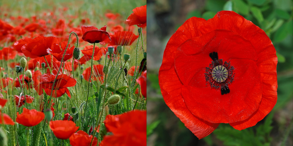 Flori de flori: MAC DE CAMP LEACURI DIN GRĂDINĂ: Macul roșu de câmp