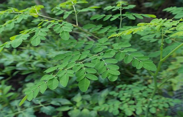 15 Benefits Of Sahjan, Moringa - How To Apply Moringa And Comfort