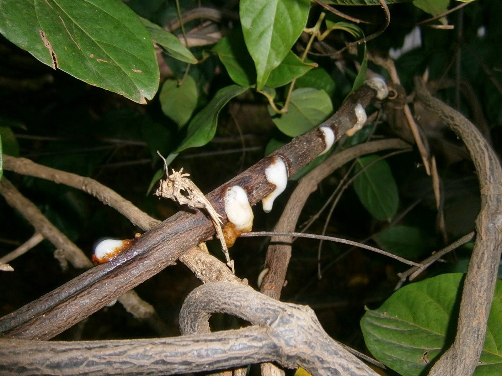 Zelando pela Chacrona e pelo Jagube: Besouro Sugando Seiva do Jagube