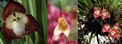 Galaxia Stiri si Noutati: Orhideea-Maimuta, o floare speciala, cu mai ...