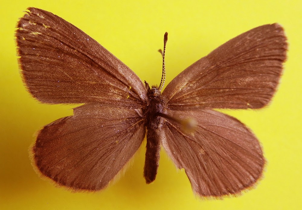 MARIPOSAS (BUTTERFLIES): Subfamilia POLYOMMATINAE Tribu SCOLITANTIDINI ...