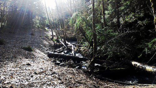 TV Trout Unlimited: Woody Debris Bill - on it's way!