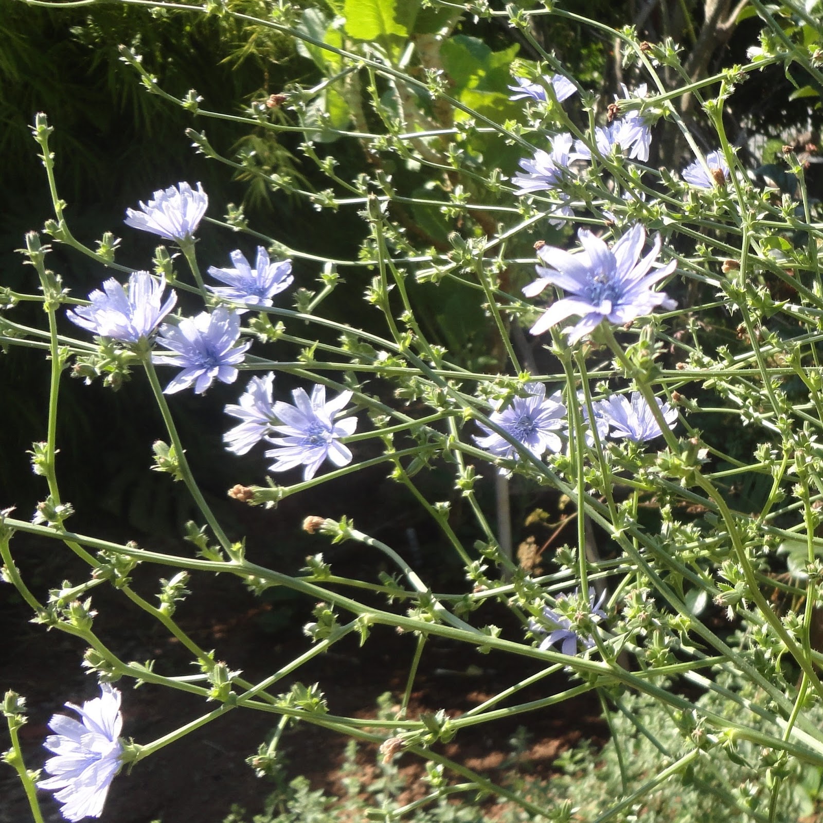 "Verdade//aspas" : 👪 Asteraceae (Cichorium intybus)