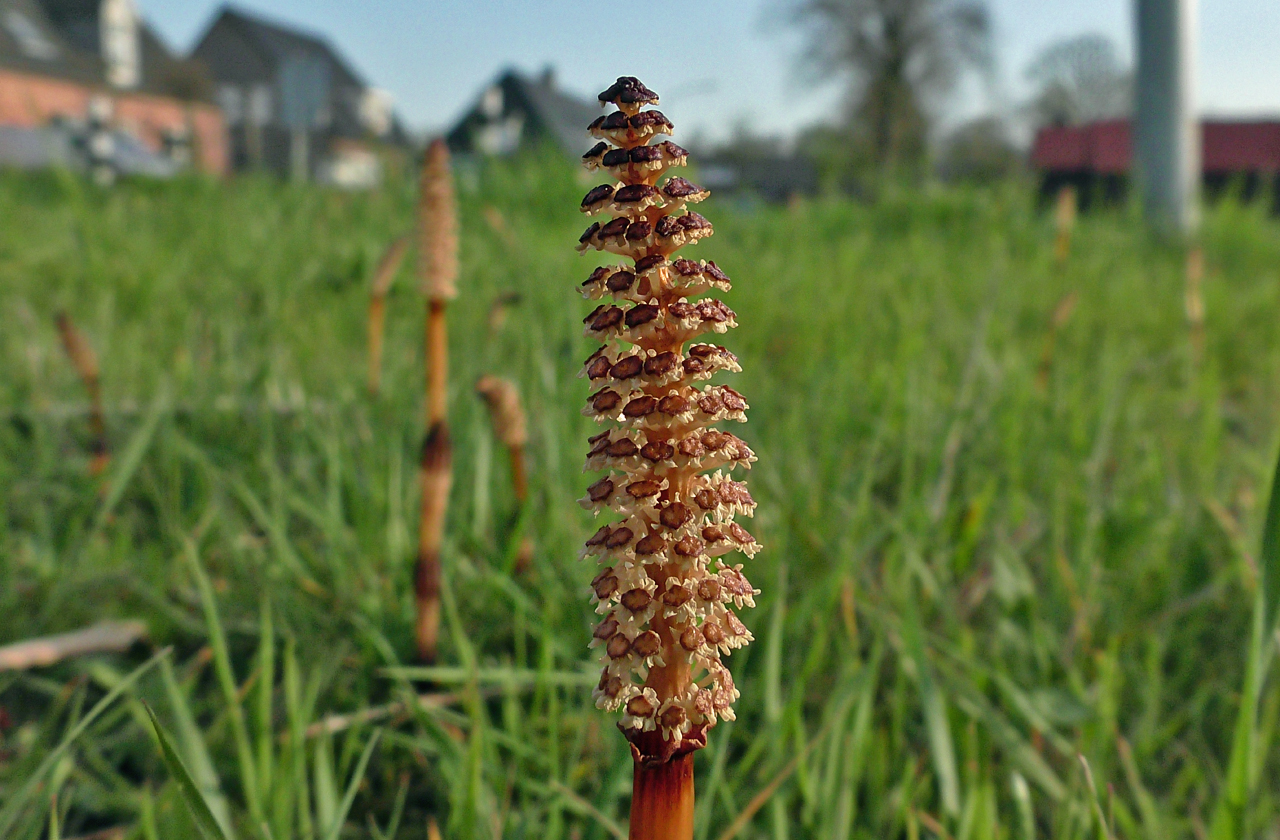 Jozef van der Heijden - Natuurfotografie: Vruchtbare Heermoes spruiten ...