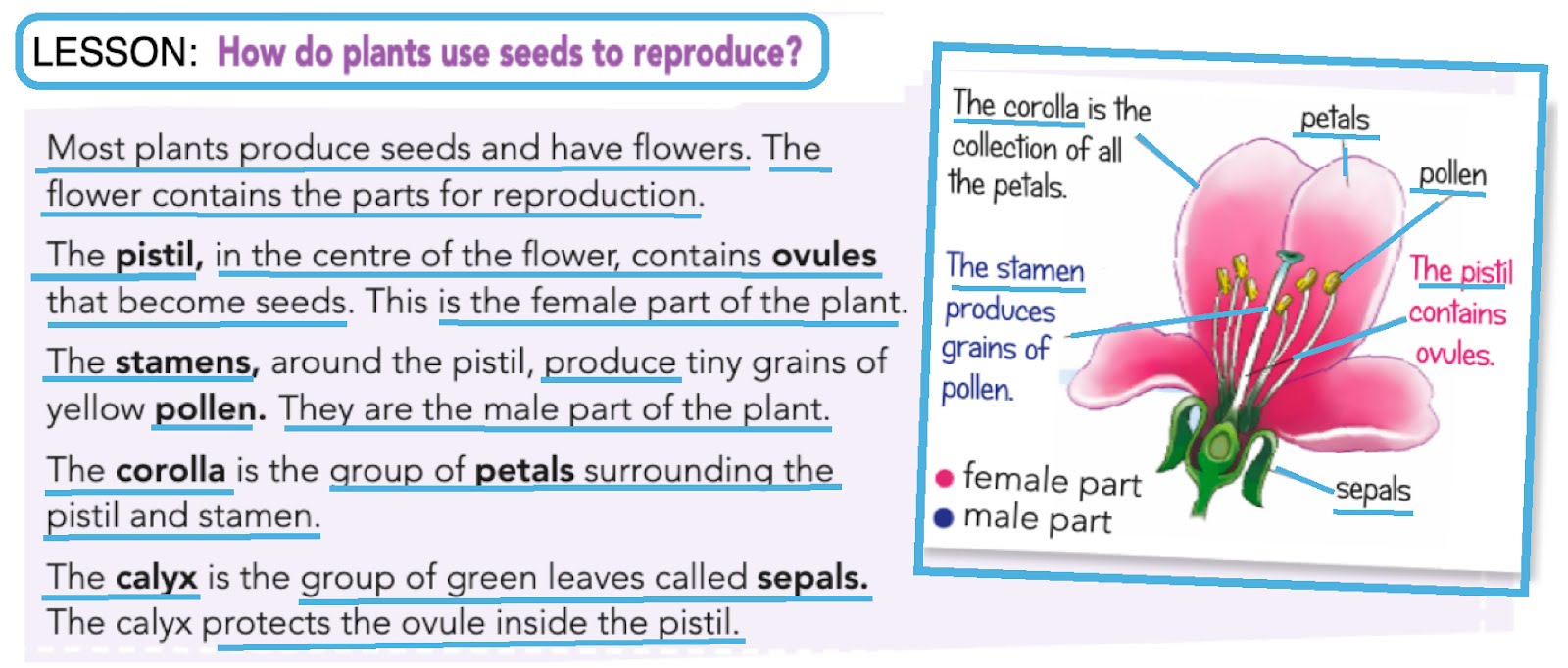 Blog de 3º de Primaria: NATURAL SCIENCE - UNIT: PLANTS - LESSON ...