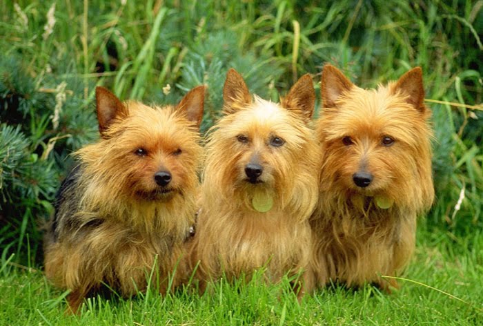 dog side stories: Australian Terrier ( Αυστραλέζικος Τέρριερ)
