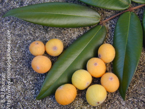 PLANT FAMILIES OF PUERTO RICO AND FLORIDA PAPO VIVES: MYRTACEAE NÚM192 ...