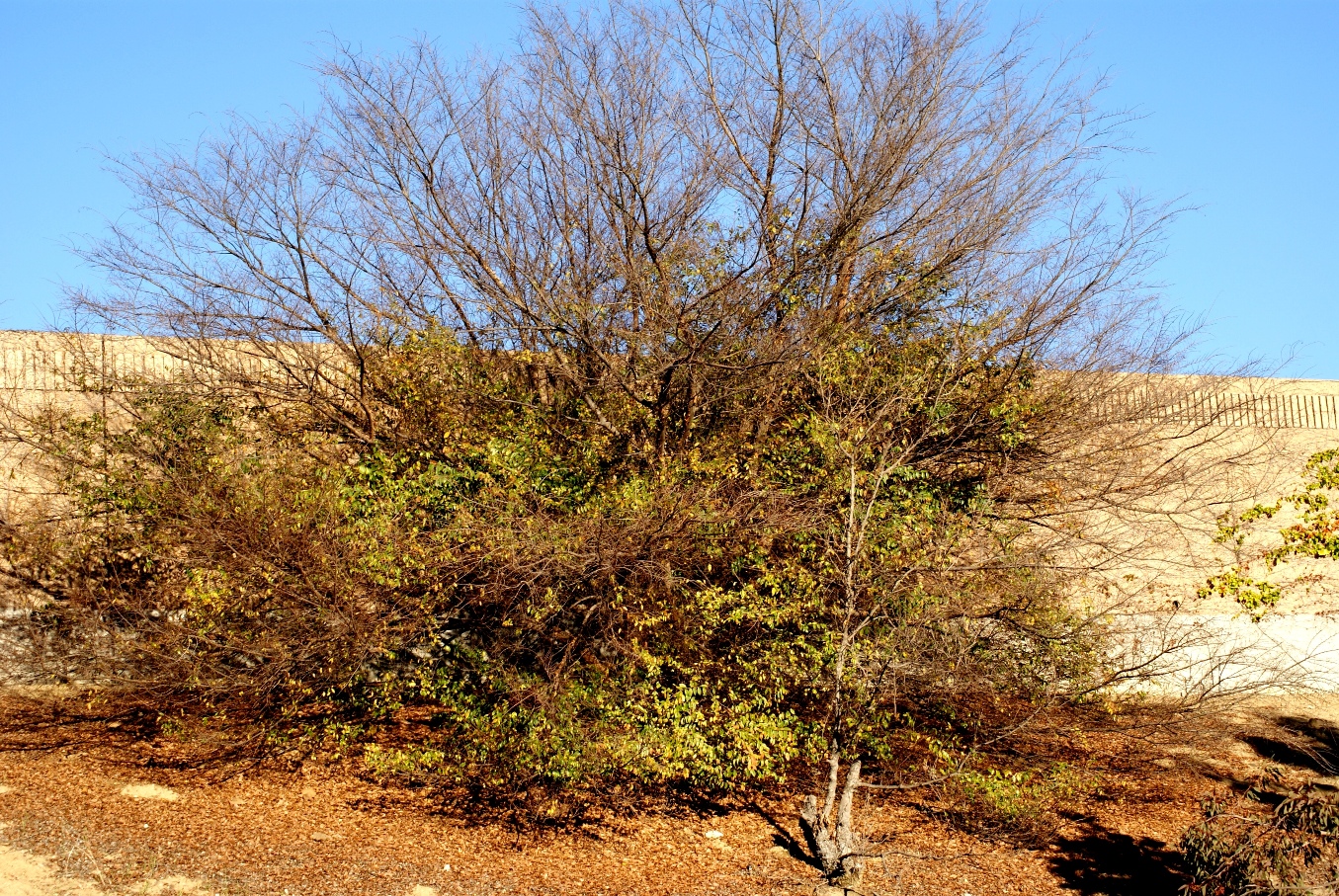 A photo, A thought............: Observation: Visual appeal of leafless ...