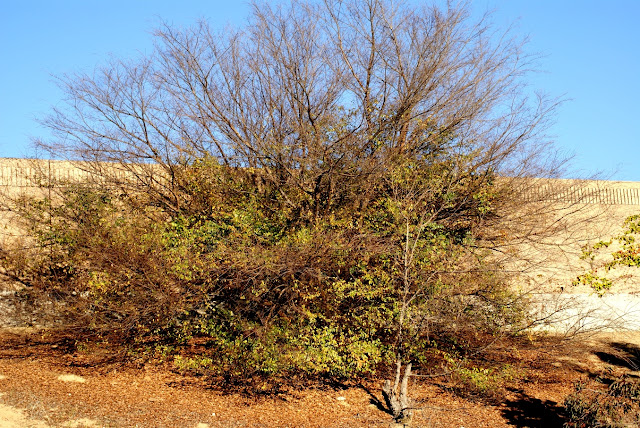 A photo, A thought............: Observation: Visual appeal of leafless ...