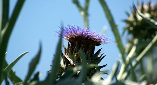 TRABALHINHOS D' AVÓ: A FLOR DO CARDO