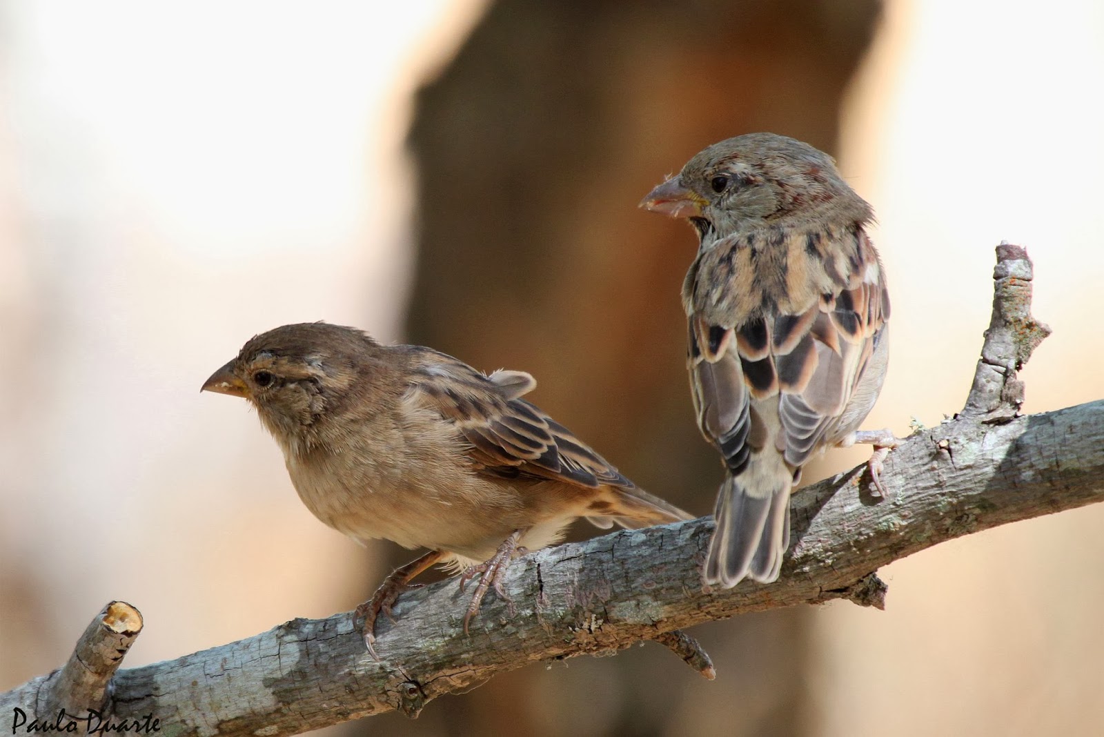 A arte de debicar: Pardal mais que comum...
