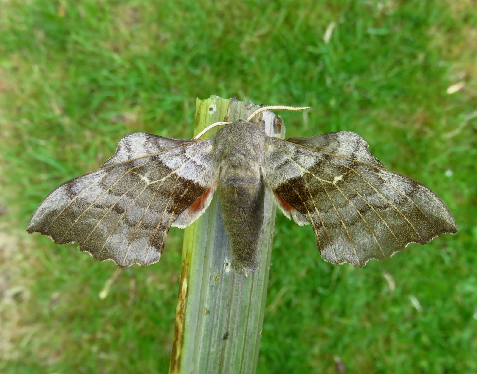 MERSEA WILDLIFE: MAY MOTHS