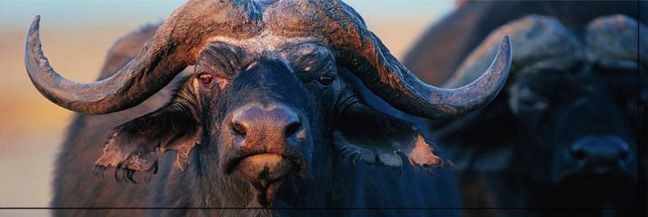 COMPOUND MARROW POWDER - AFYA KWANZA