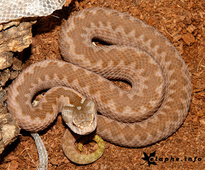 Laberinto en extinción: Víbora de Orlov (Vipera orlovi)