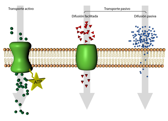 Biofisi-qué (?): R5 Transporte a través de la Membrana