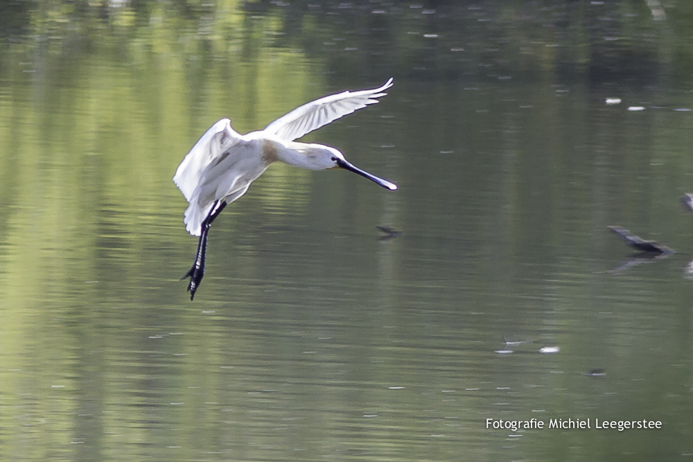 Belevingsfotografie: Oostvaardersplassen