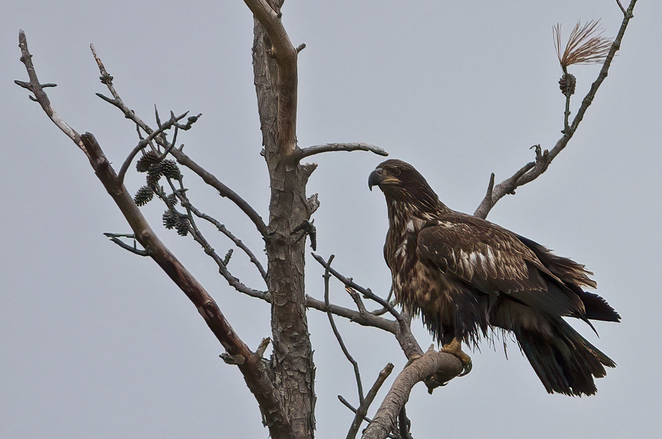 Room Without Walls: Sharing Some Raptor Love