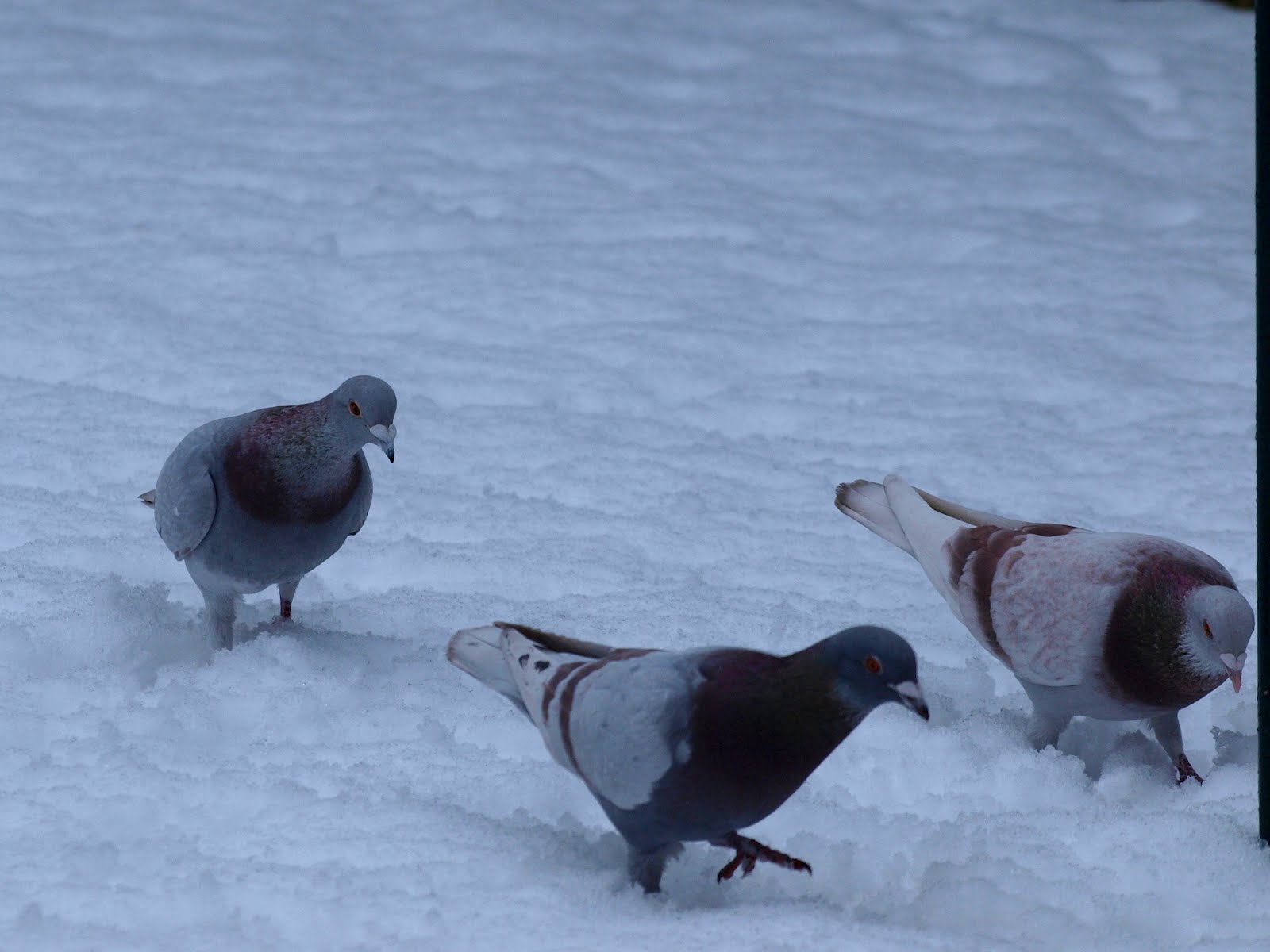 Ragged Robin's Nature Notes: A Few "Rubbishographs" of Garden Birds