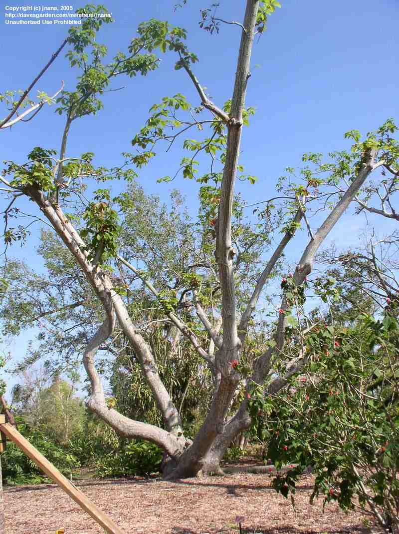 Shaving Brush Tree Seeds at Rebecca Carol blog