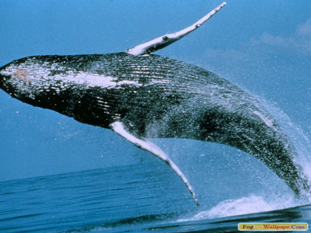 Wheel Fish Desktop HD Wallpaper | Fog HD Wallpaper