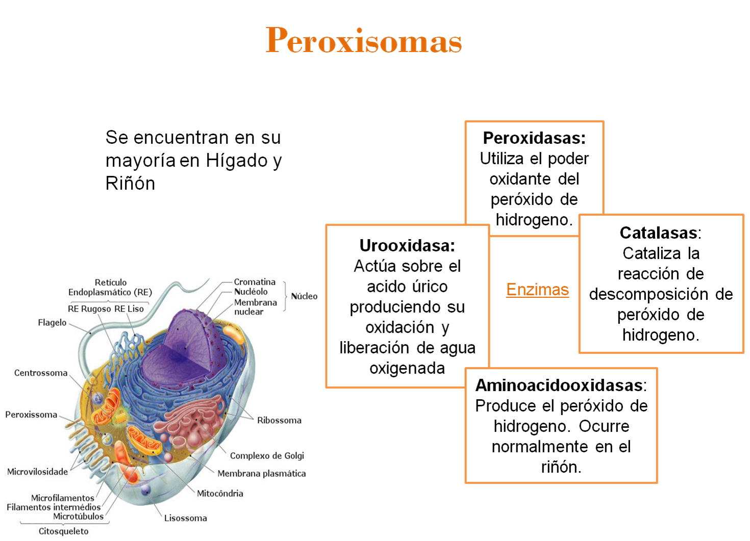 Yusmary Paola Mausa. Biología Molecular y Celular : Peroxisomas