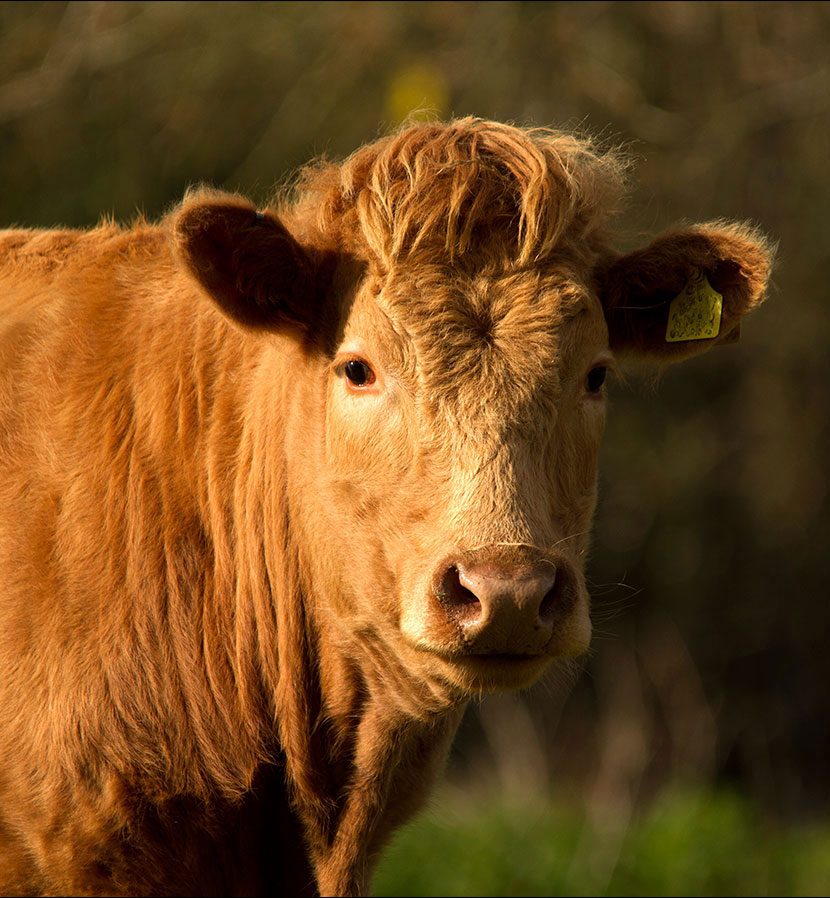 Young Bullocks | Mywildside - a wildlife photographers blog