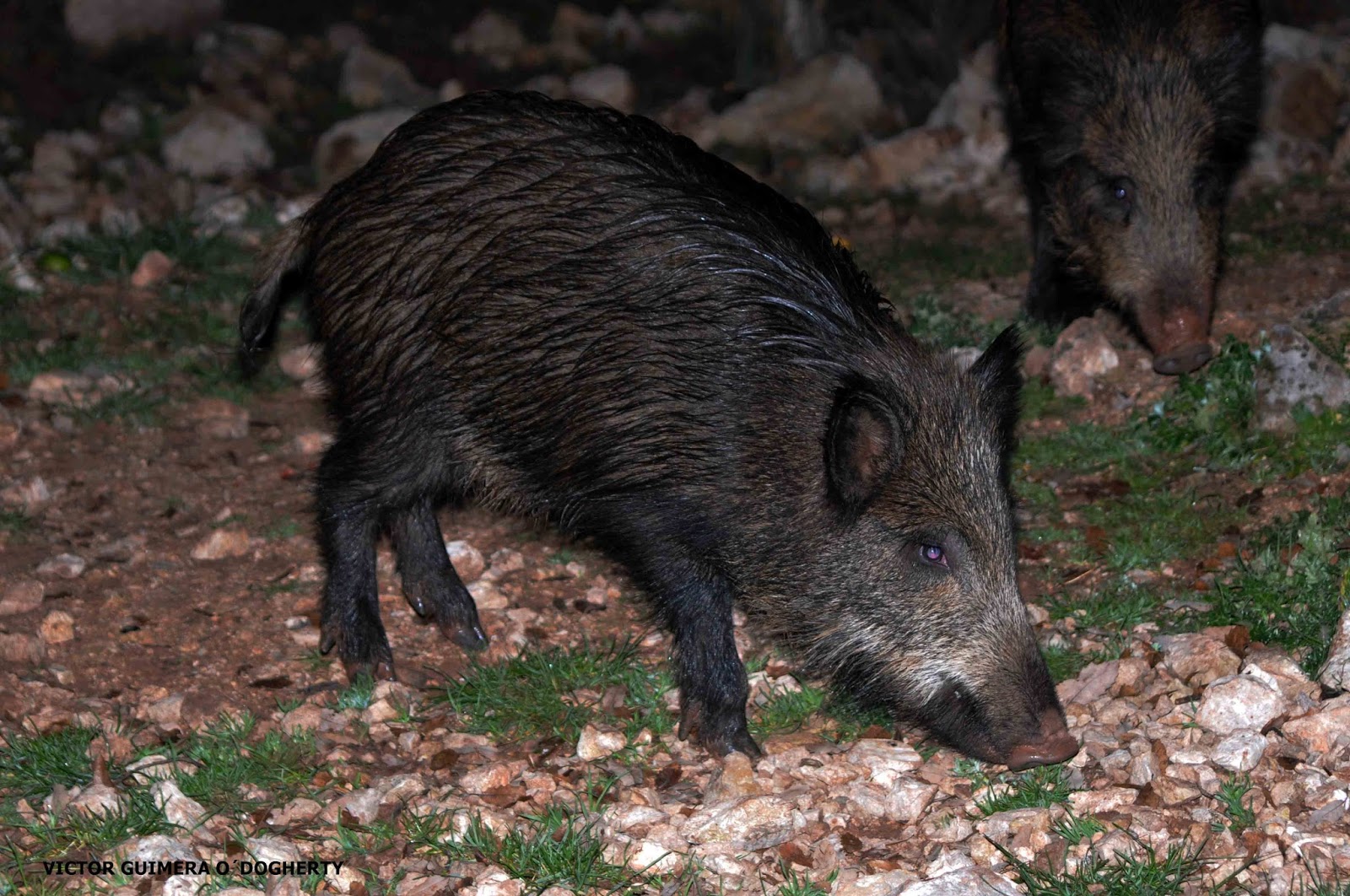Mis imágenes de aves: JABALIS EN LA SIERRA DE CAZORLA