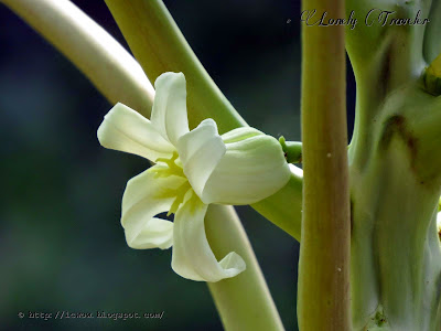 Papaya Flower (পেপে ফুল) - Carica papaya