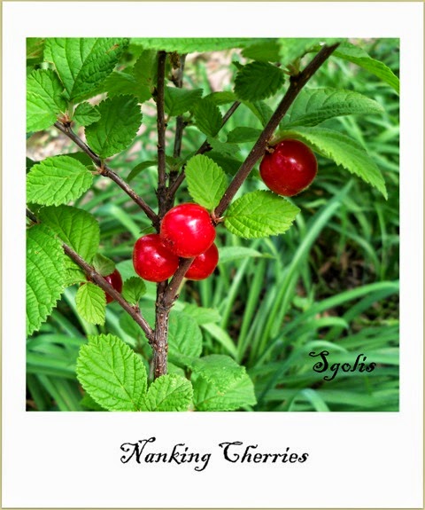 Yard and Garden Secrets: Nanking Cherry Bush Information