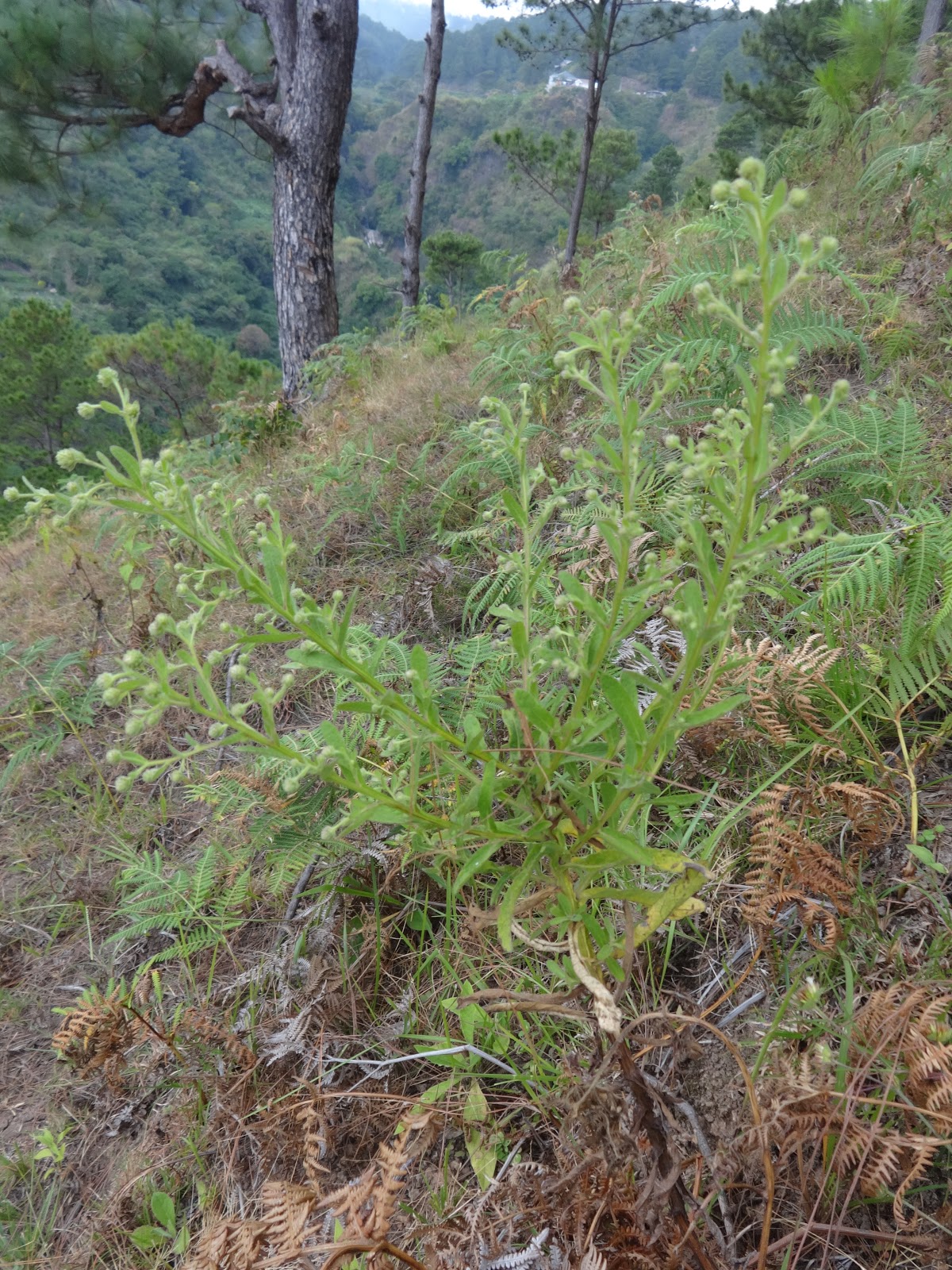 Herbs from Distant Lands: Laggera alata - Winged-Stem Laggera, Liu Leng ...