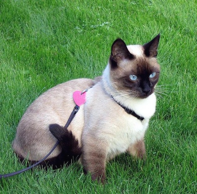 Siamese cats | Cute Cats