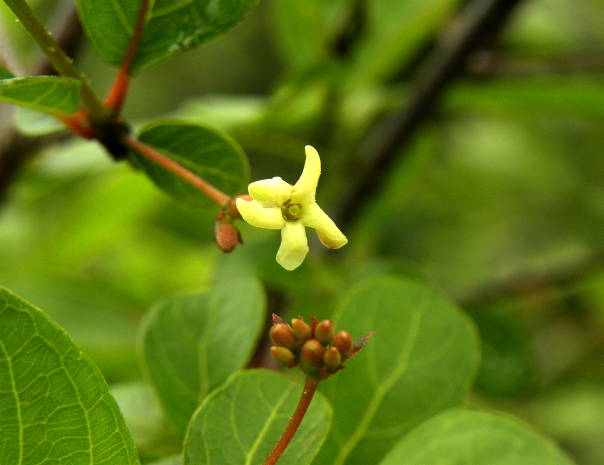 Papo Vives Sacerdote del Bosque: BOSQUE GUÁNICA PLANTAS GAMOPÉTALAS IV